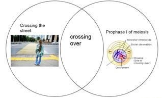 Meiosis memes. Best Collection of funny meiosis pictures on iFunny