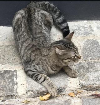 Paris memes. Best Collection of funny paris pictures on iFunny