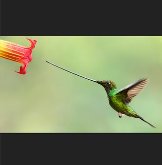 Hummingbird memes. Best Collection of funny hummingbird pictures on iFunny