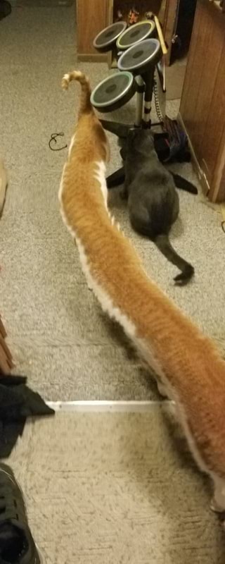 Longcat memes. Best Collection of funny longcat pictures on iFunny
