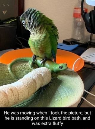 Bird memes. Best Collection of funny bird pictures on iFunny
