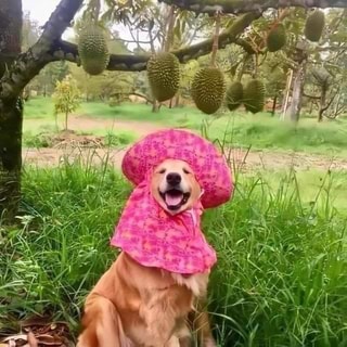 Durian memes. Best Collection of funny durian pictures on iFunny