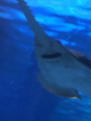 Sawfish memes. Best Collection of funny sawfish pictures on iFunny