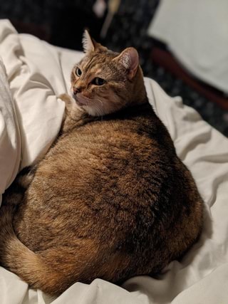 Thicccc memes. Best Collection of funny thicccc pictures on iFunny