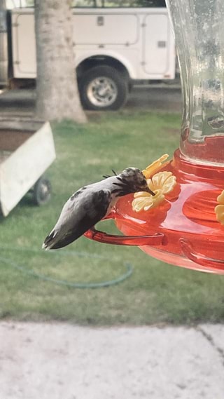 Hummingbird memes. Best Collection of funny hummingbird pictures on iFunny