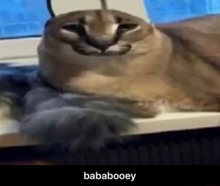 Bababooey memes. Best Collection of funny bababooey pictures on iFunny