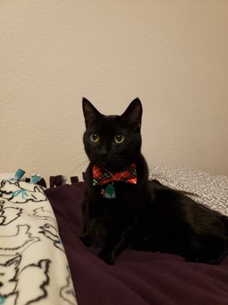 The world: cats are so mean idk how someone could be a cat person Me in ...