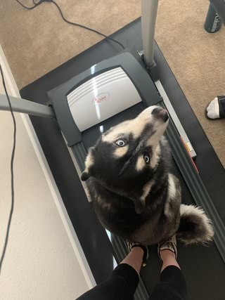 Treadmill memes. Best Collection of funny treadmill pictures on iFunny