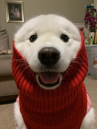 Turtleneck memes. Best Collection of funny turtleneck pictures on iFunny