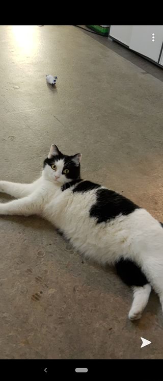 Thicccc memes. Best Collection of funny thicccc pictures on iFunny