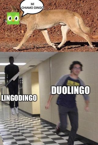 Dingo memes. Best Collection of funny dingo pictures on iFunny