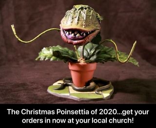 Poinsettia memes. Best Collection of funny poinsettia pictures on iFunny