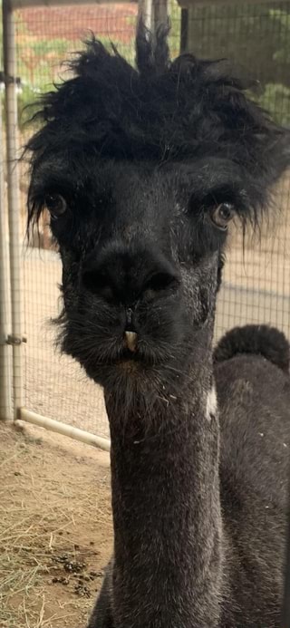 Snaggletooth memes. Best Collection of funny snaggletooth pictures on ...