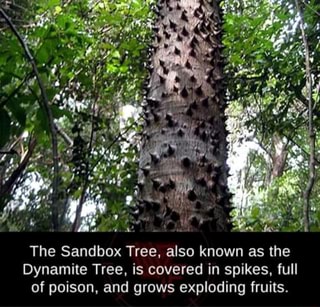 The Sandbox Tree, also known as the Dynamite Tree, is covered in spikes ...
