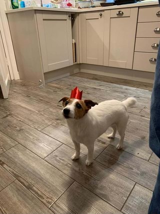 Curtsy memes. Best Collection of funny curtsy pictures on iFunny