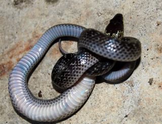 Fuckin idiot lol Snakes are unable to get traction on certain surfaces ...