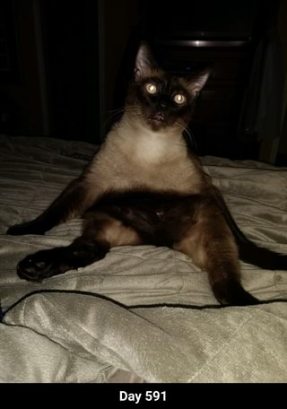 Siamese memes. Best Collection of funny siamese pictures on iFunny