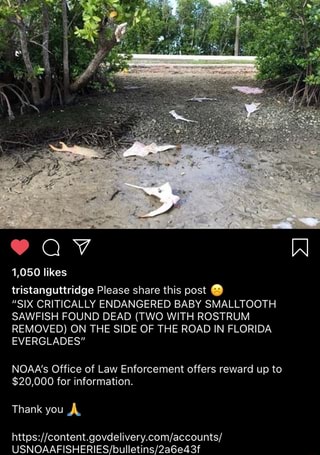 Sawfish memes. Best Collection of funny sawfish pictures on iFunny