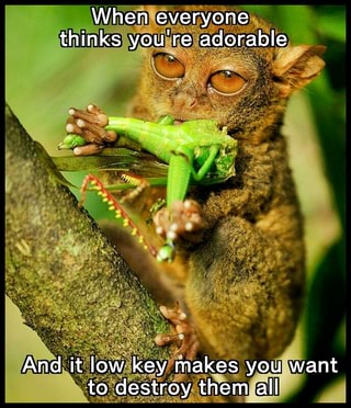 Tarsier memes. Best Collection of funny tarsier pictures on iFunny