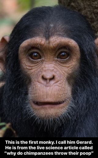 This is the first monky. I call him Gerard. He is from the live science ...