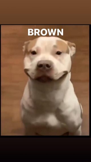 Herman memes. Best Collection of funny herman pictures on iFunny