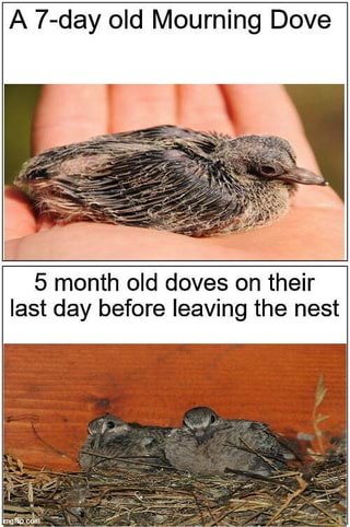 Mourning memes. Best Collection of funny mourning pictures on iFunny