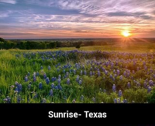 Bluebonnets memes. Best Collection of funny bluebonnets pictures on iFunny