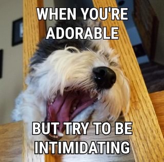 Havanese memes. Best Collection of funny havanese pictures on iFunny