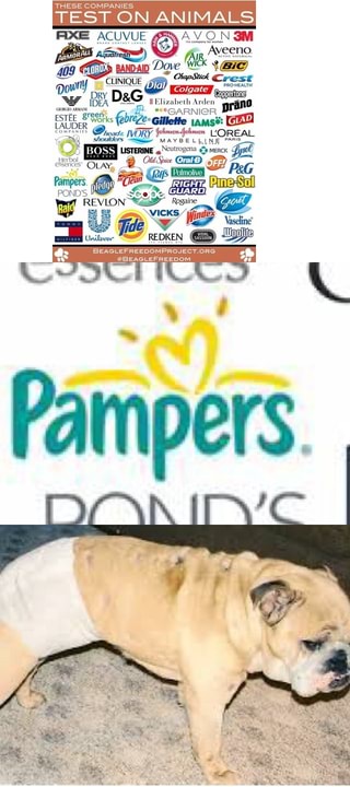 Pampers memes. Best Collection of funny pampers pictures on iFunny