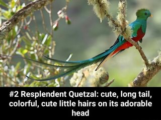 Quetzal memes. Best Collection of funny quetzal pictures on iFunny