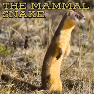 Weasel memes. Best Collection of funny weasel pictures on iFunny