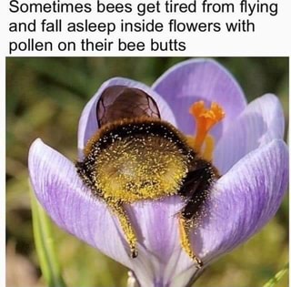 Pollen memes. Best Collection of funny pollen pictures on iFunny