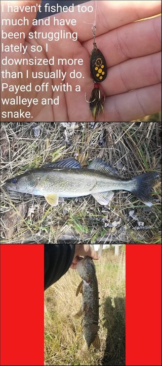 Walleye memes. Best Collection of funny walleye pictures on iFunny