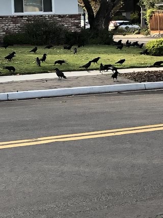 Crows memes. Best Collection of funny crows pictures on iFunny