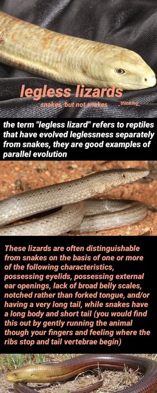 Legless memes. Best Collection of funny legless pictures on iFunny