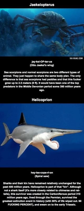 Jaekelopterus (Otto Jaekel's wing) 'Sea scorpions and normal scorpions ...