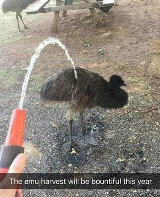 Emu memes. Best Collection of funny emu pictures on iFunny