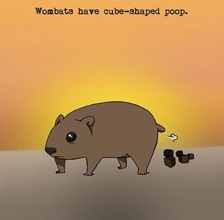 Wombats memes. Best Collection of funny wombats pictures on iFunny