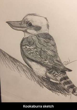 Kookaburra memes. Best Collection of funny kookaburra pictures on iFunny