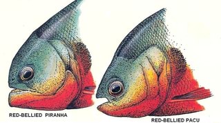 Pacu memes. Best Collection of funny pacu pictures on iFunny