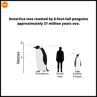 Antartica was roamed by 6-foot-tall penguins approximately 37 million ...