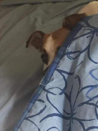 Peeking memes. Best Collection of funny peeking pictures on iFunny