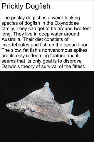 Dogfish memes. Best Collection of funny dogfish pictures on iFunny