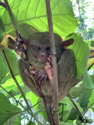 Tarsier memes. Best Collection of funny tarsier pictures on iFunny