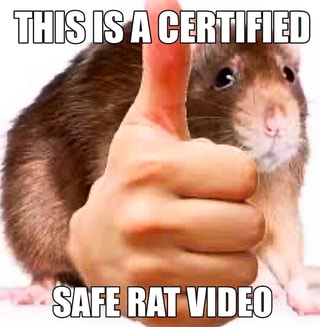 For those wondering, THIS is the dreaded "Rat video" everyone's scared ...