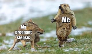 Stepsis memes. Best Collection of funny stepsis pictures on iFunny