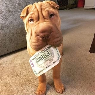 Capiche memes. Best Collection of funny capiche pictures on iFunny