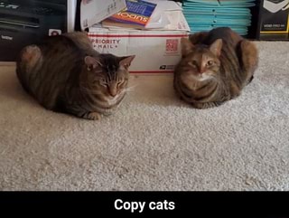 Copycat memes. Best Collection of funny copycat pictures on iFunny