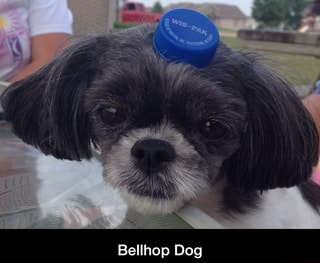 Bellhop memes. Best Collection of funny bellhop pictures on iFunny