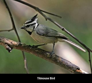 Titmouse memes. Best Collection of funny titmouse pictures on iFunny